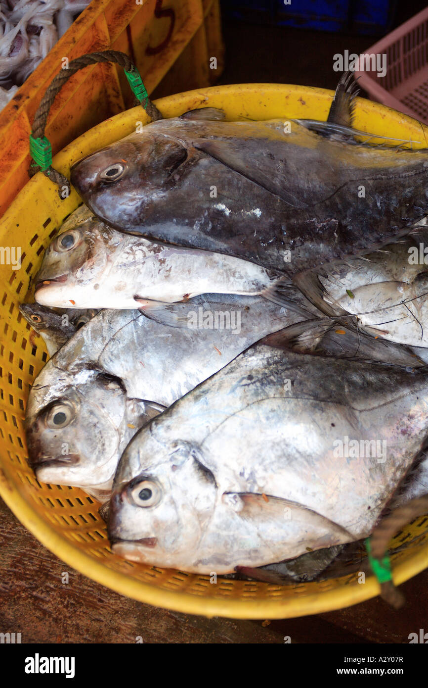 INDIA NORTH GOA THE CALANGUTE FISH MARKET Stock Photo - Alamy