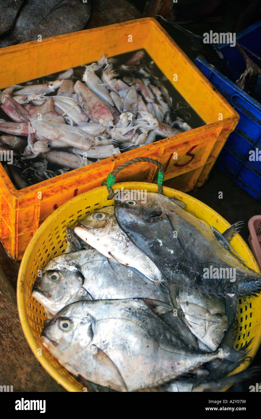 INDIA NORTH GOA THE CALANGUTE FISH MARKET Stock Photo - Alamy