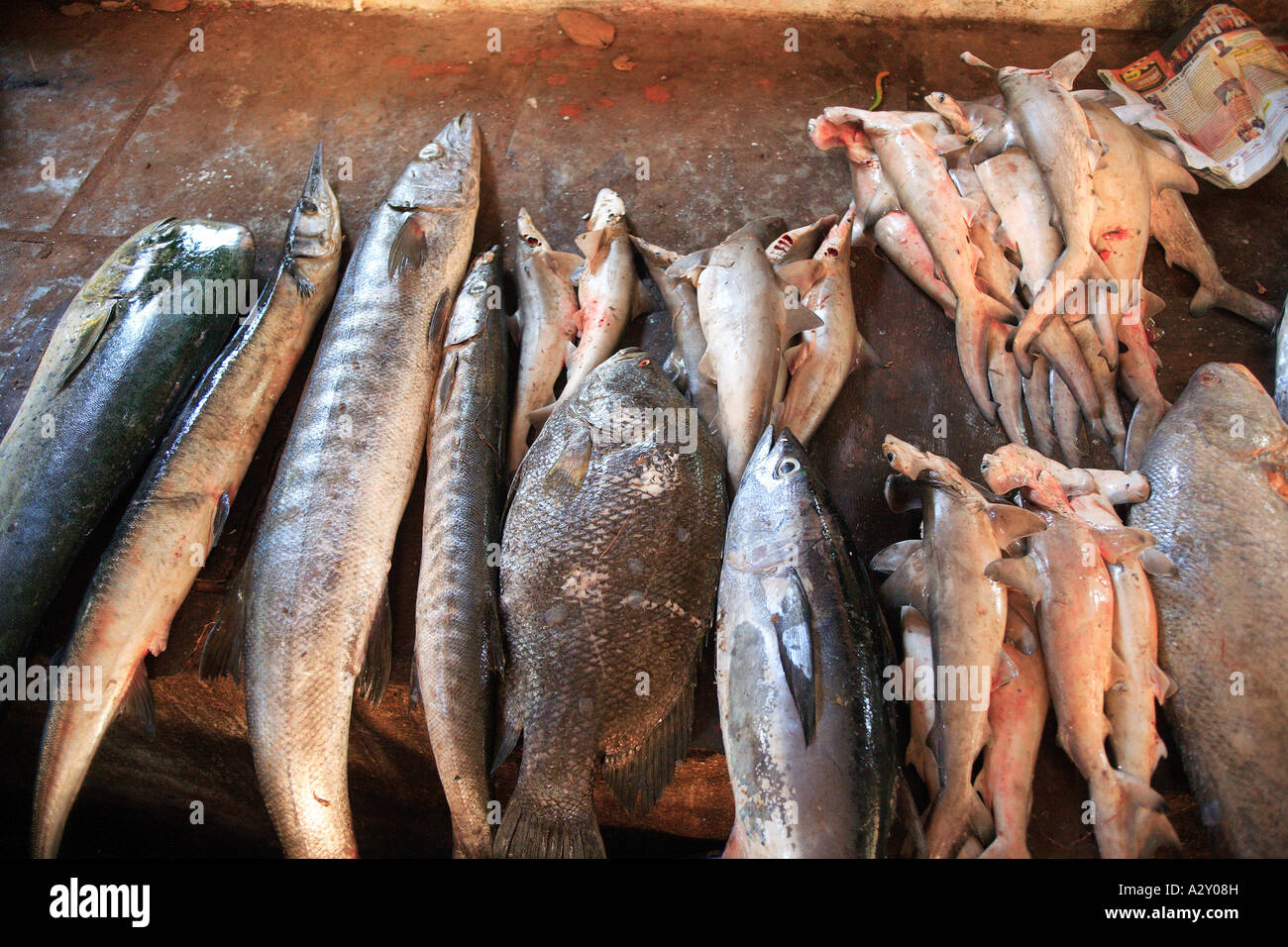INDIA NORTH GOA THE CALANGUTE FISH MARKET Stock Photo - Alamy