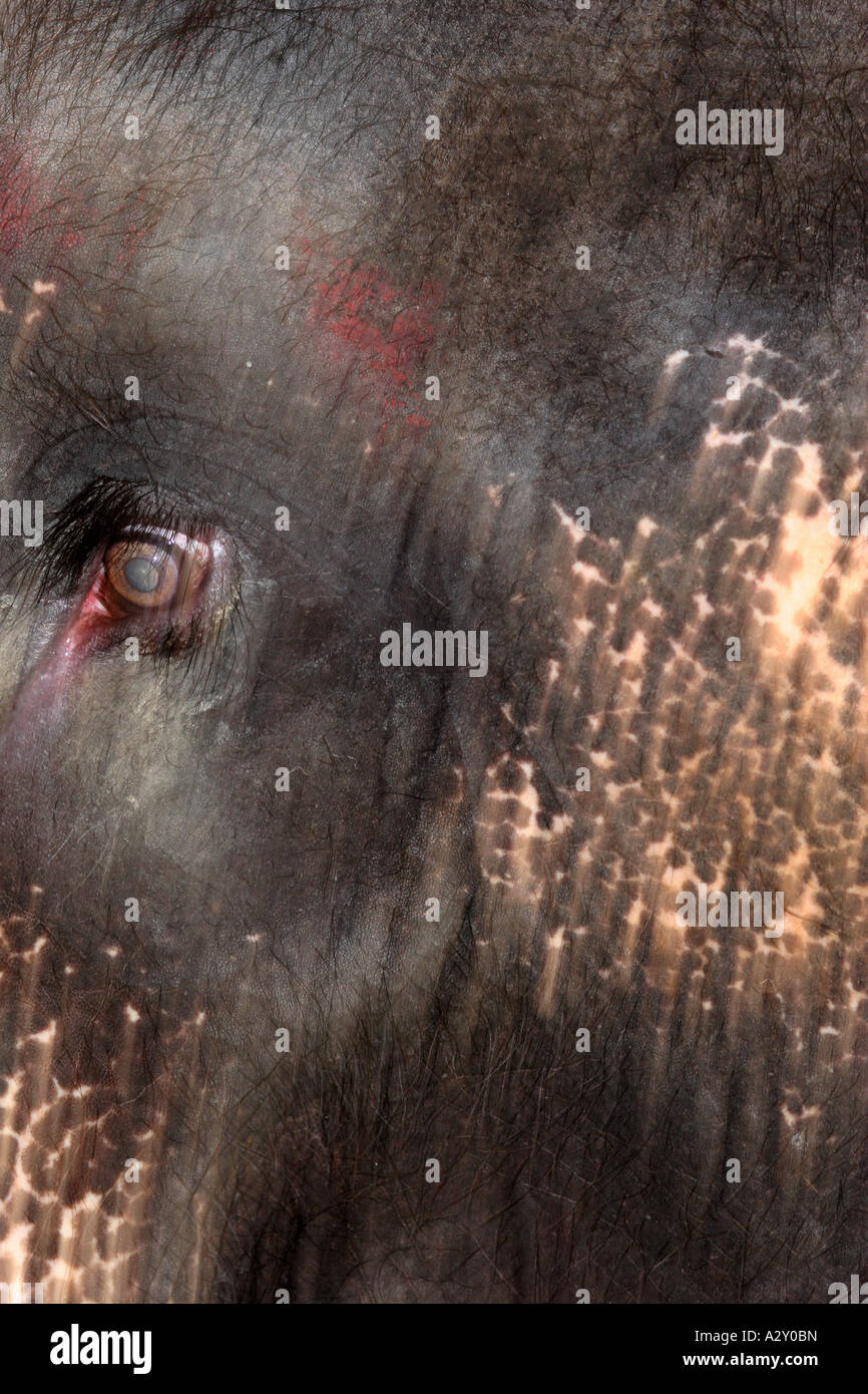 Tourist sad elephant thailand hi-res stock photography and images - Alamy