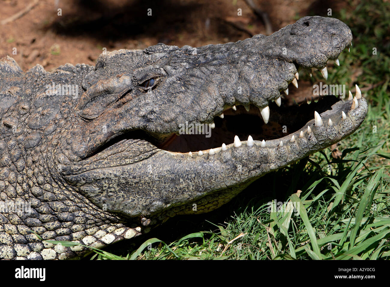 Close-up of the mouth of a crocodile taken at Sun City, South Africa ...