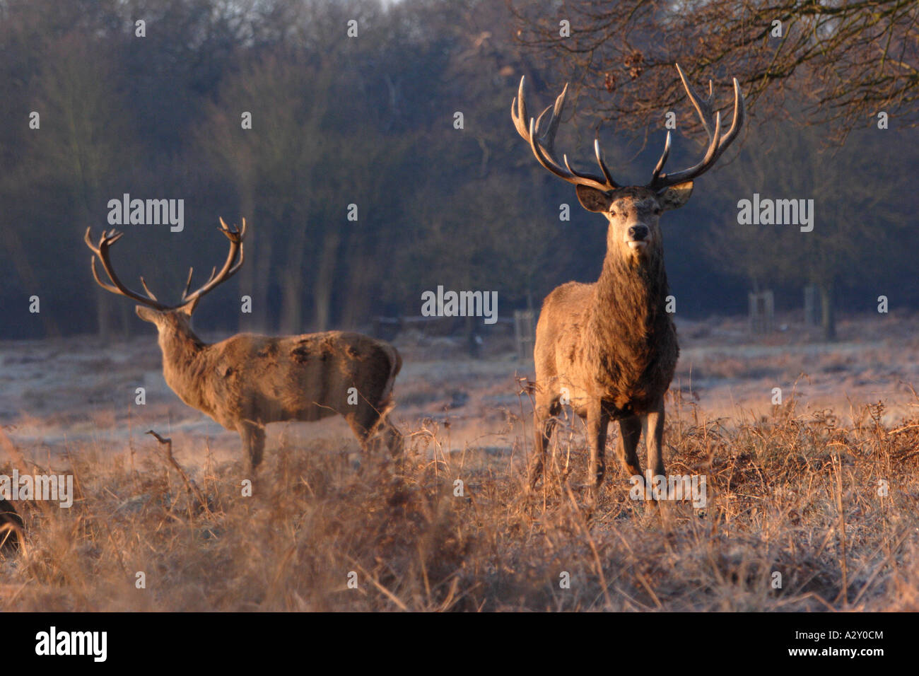 Stag on a frosty winter morning in Richmond Park, Surrey Stock Photo ...