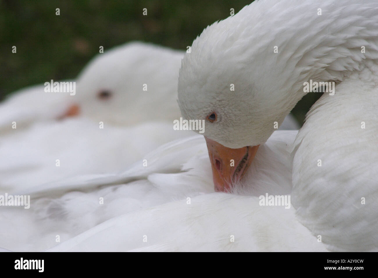 Goose preening itself in a park in Cardiff Stock Photo - Alamy