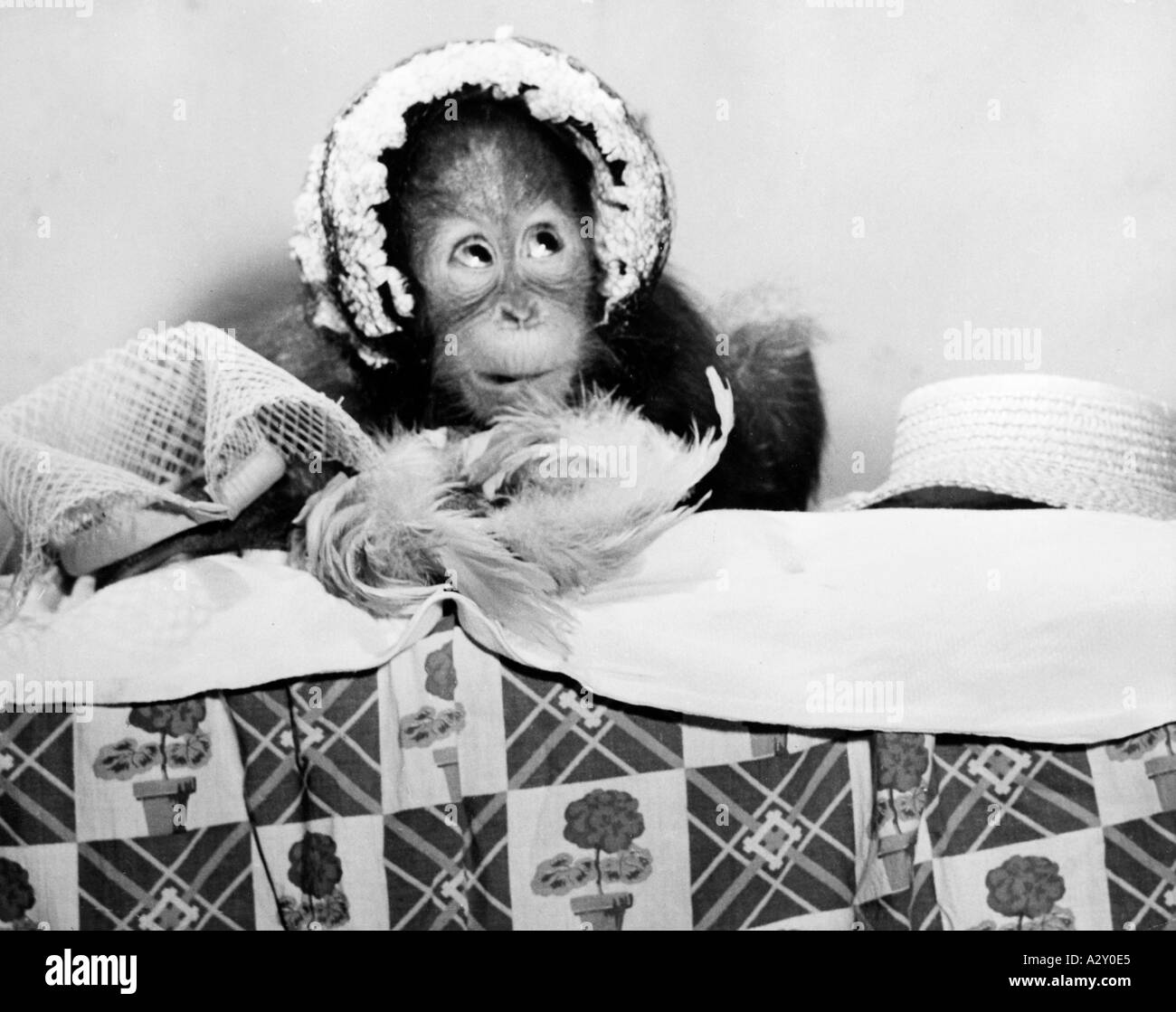 Aus animal Black and White Stock Photos & Images - Alamy