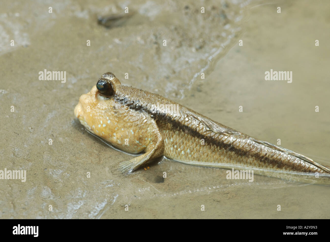 Asian mudskipper hi-res stock photography and images - Alamy