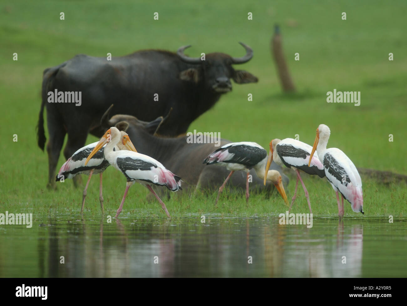 Giritale tank hi-res stock photography and images - Alamy