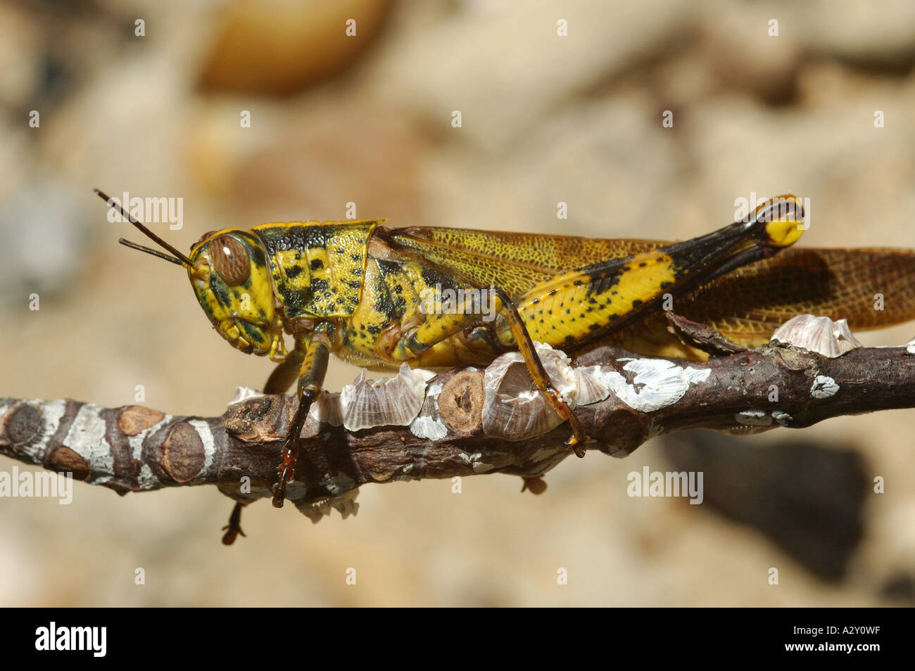 Large Yellow Grasshopper sitting on a twig on Koh Yao Yai island in the ...