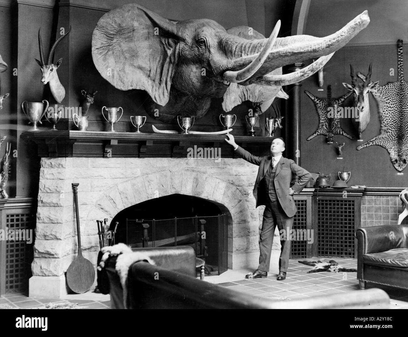 Trophy room elephant hi-res stock photography and images - Alamy