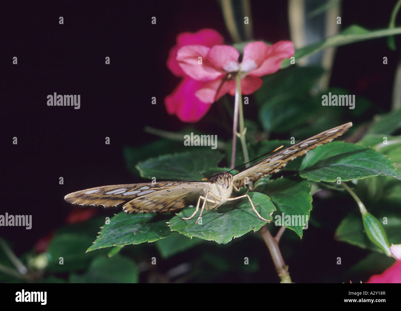 Parthenos sylvia tropical butterfly Stock Photo - Alamy
