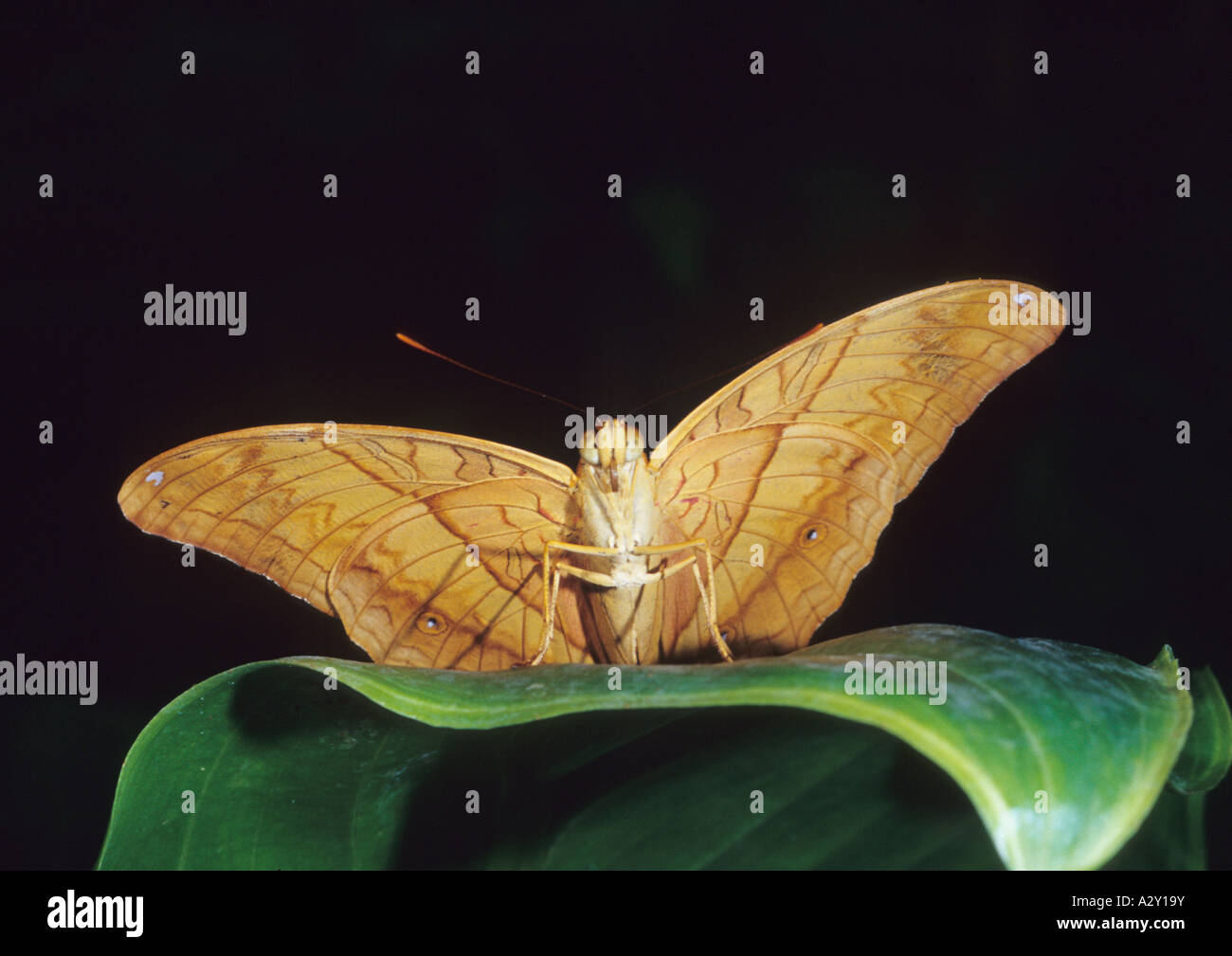 Cruiser Butterfly (Vindula arsinoe) tropical butterfly Stock Photo - Alamy