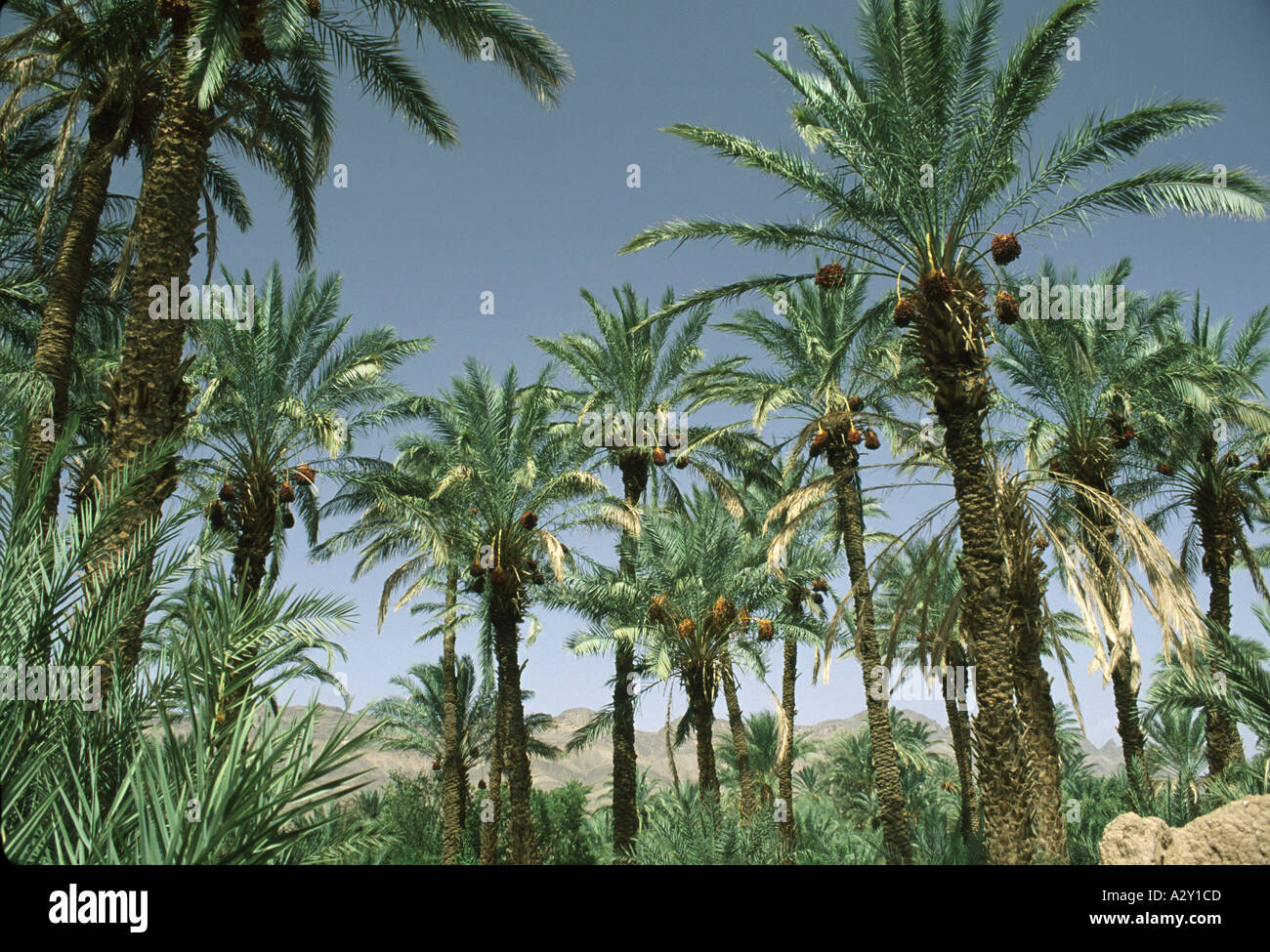 Date palms in Draa valley Morocco Stock Photo - Alamy