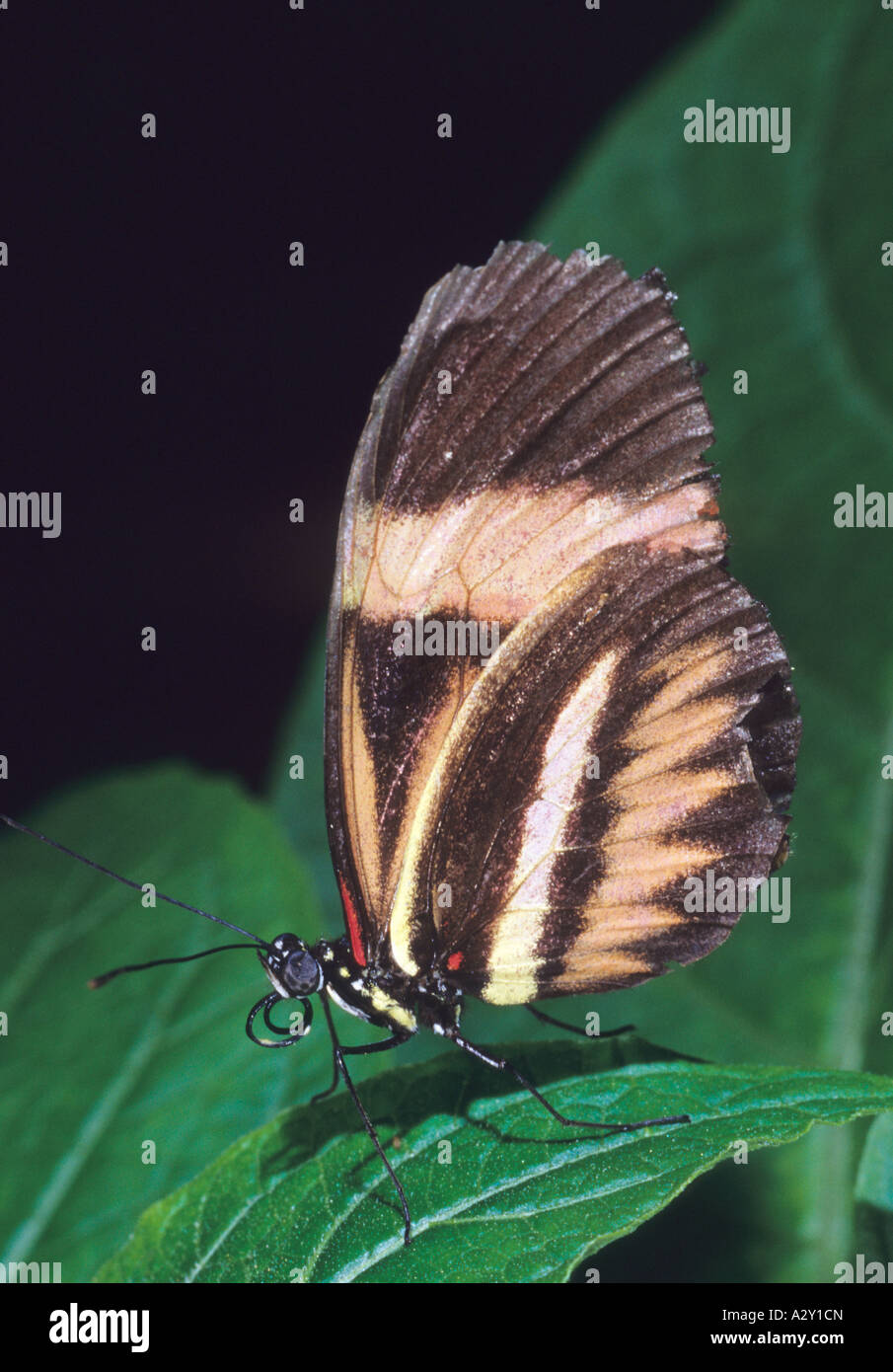 Heliconius melpomene tropical butterfly Stock Photo - Alamy