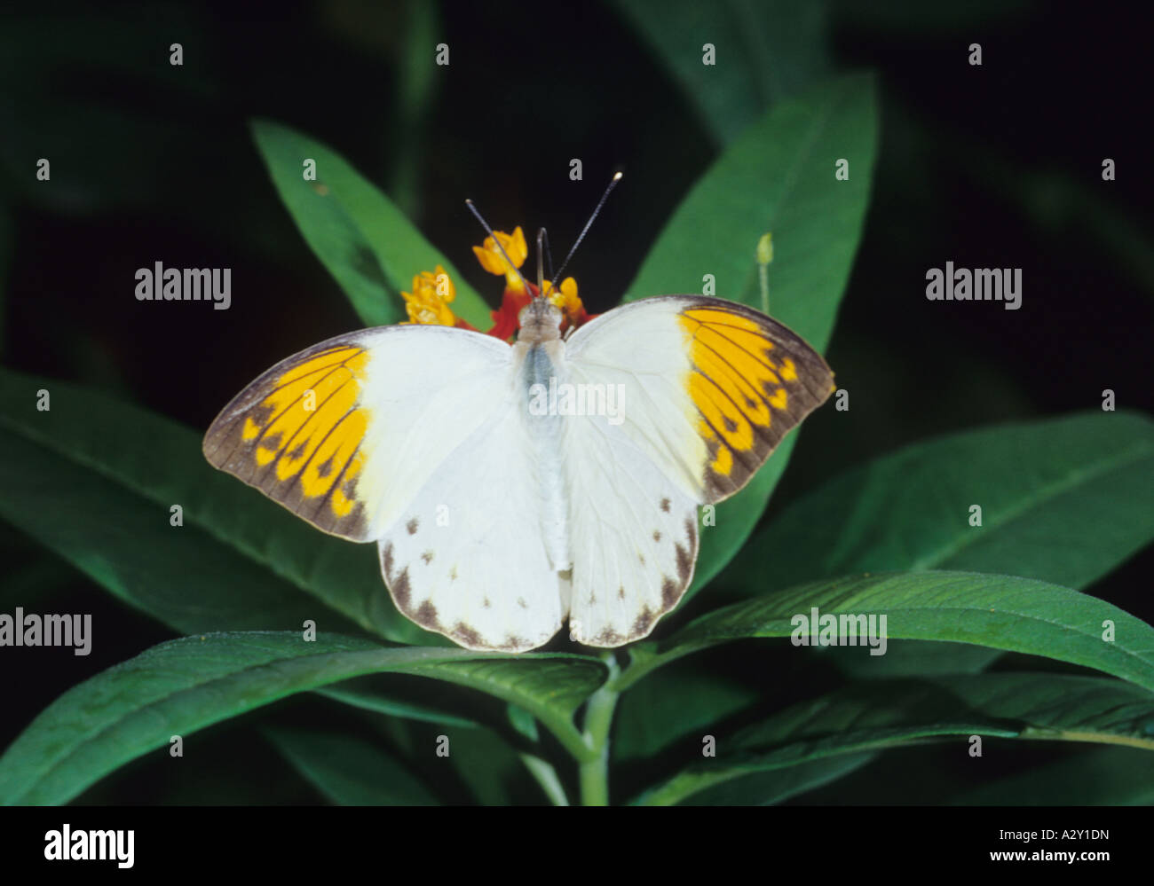 Hebomoia glaucippe tropical butterfly Stock Photo - Alamy