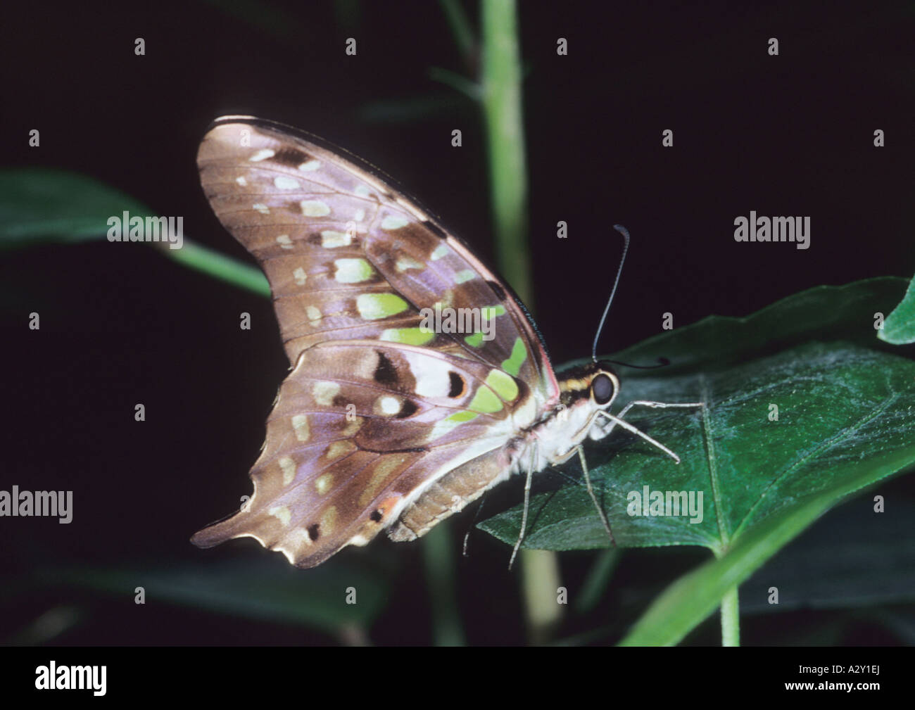 Tailed Jay Butterfly (Graphium agamemnon Stock Photo - Alamy