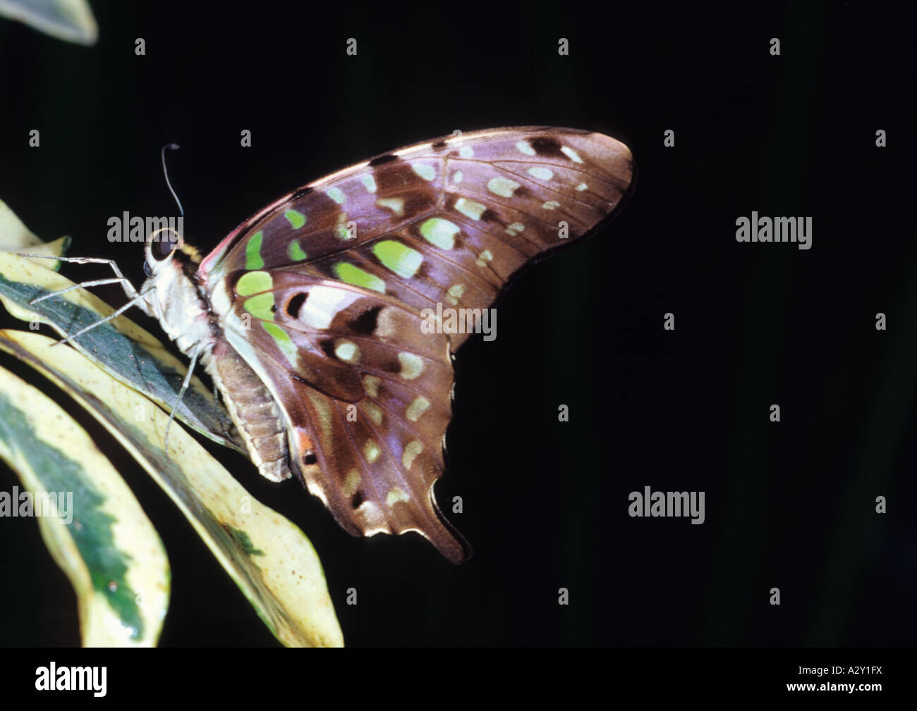 Tailed Jay Butterfly (Graphium agamemnon Stock Photo - Alamy