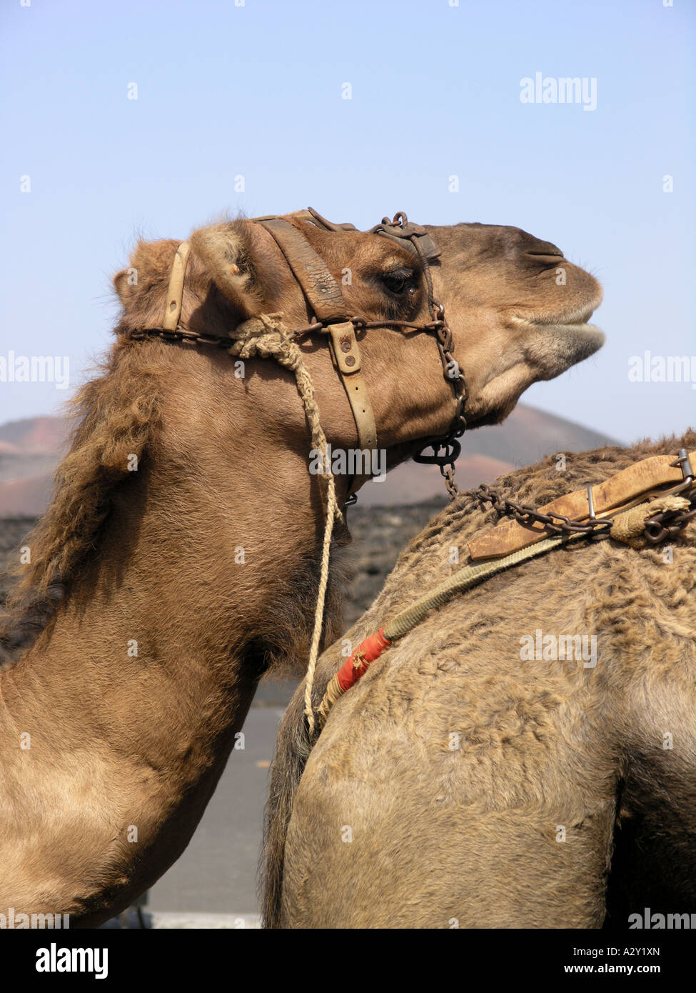 Camel in part of a camel train Stock Photo - Alamy