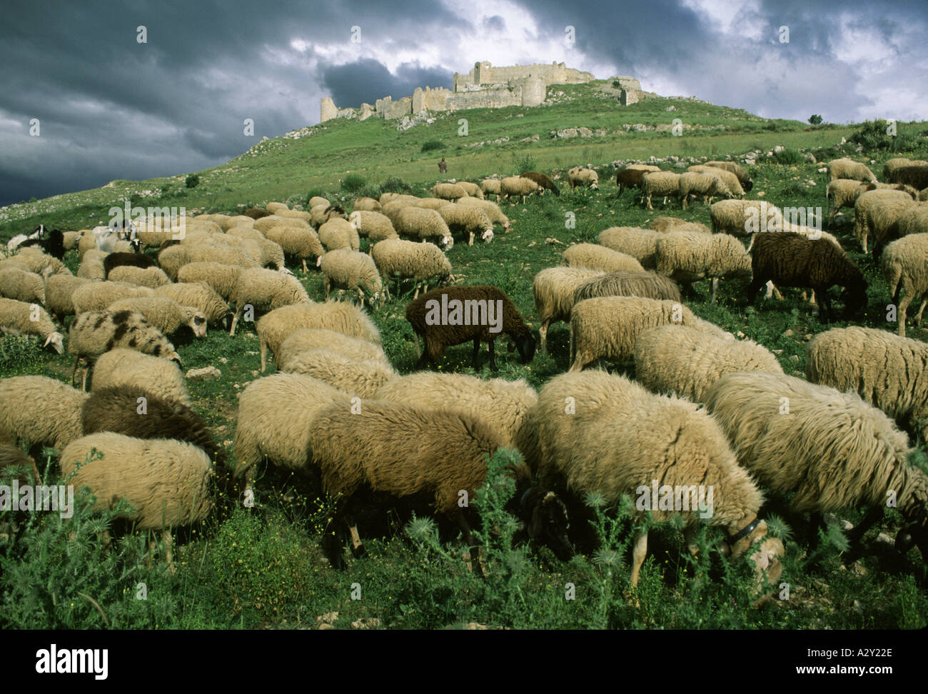 Peloponnese landscape with fortress of Larissa nr Argos and sheep ...