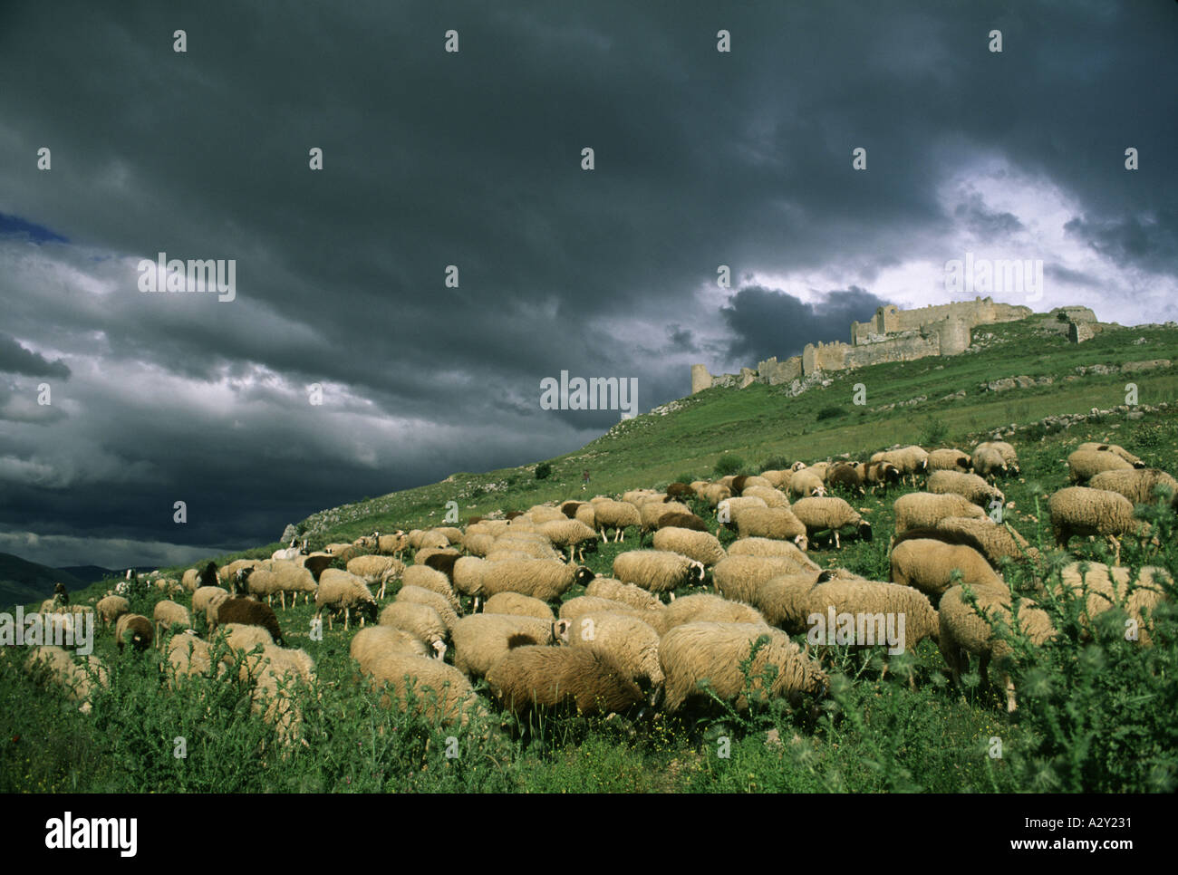 Peloponnese landscape with fortress of Larissa nr Argos and sheep ...