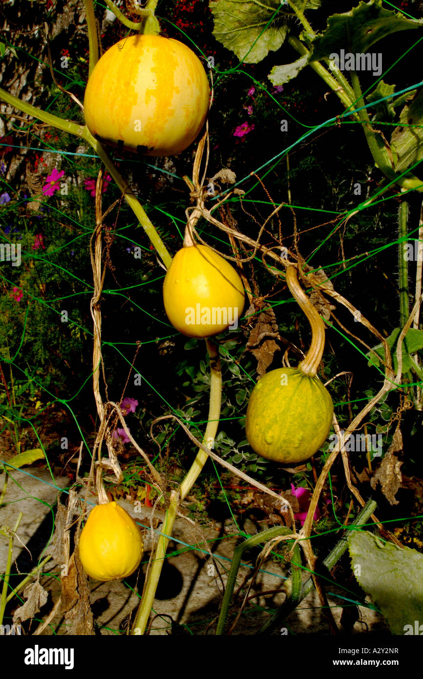 Four ripe gourds growing in September on a vine taken in Scotland Stock ...