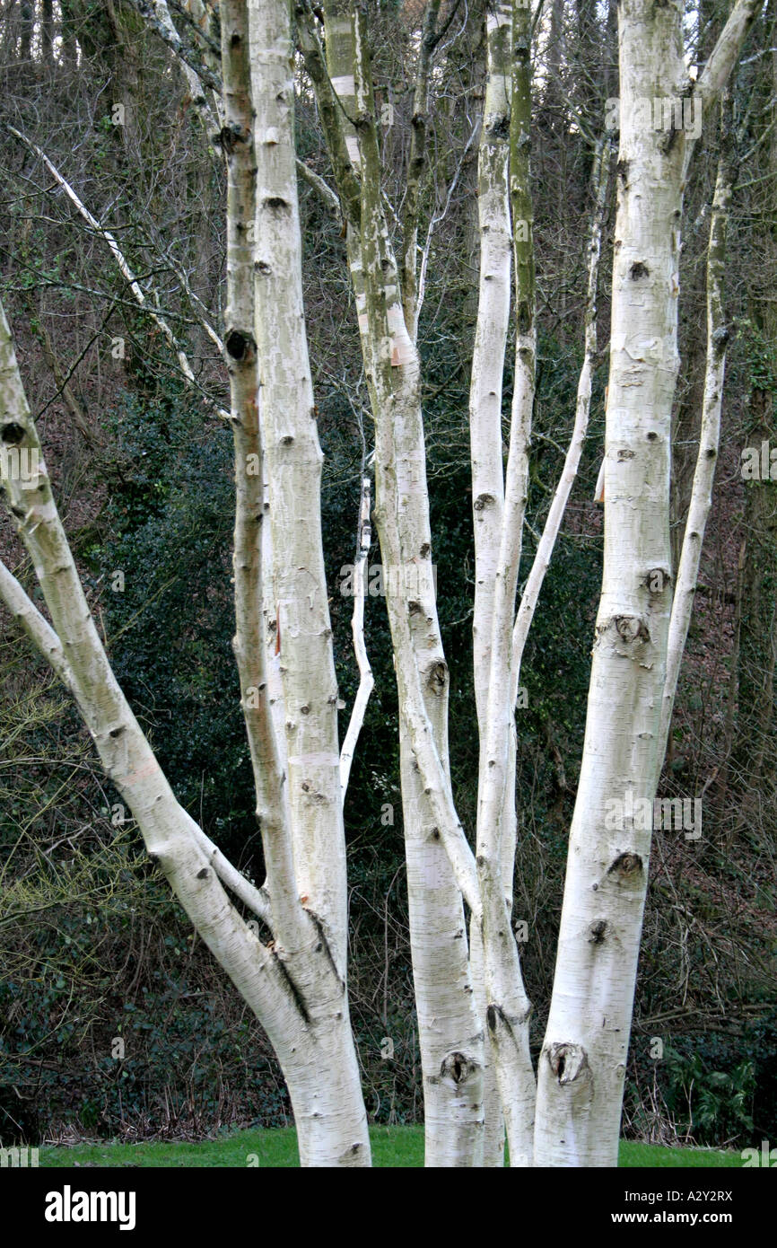 Birches betula sp hi-res stock photography and images - Alamy