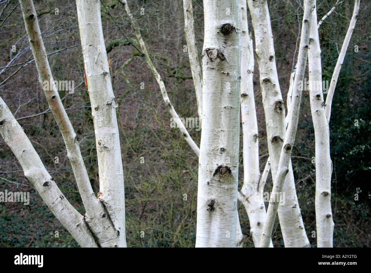 Betula sp white stems of birches in winter Stock Photo - Alamy