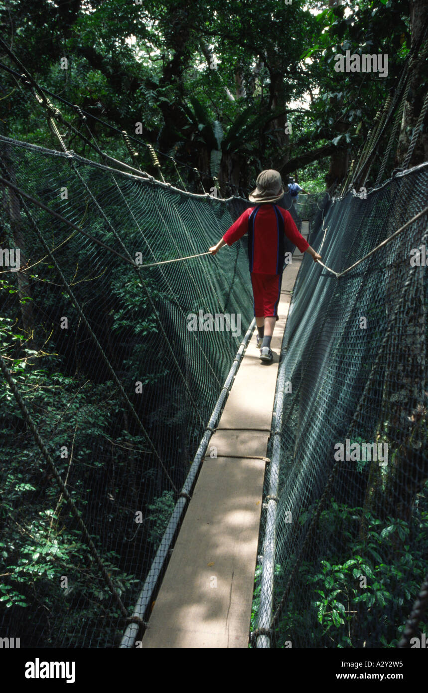 Boy walking along rainforest canopy walkway , Borneo, Sabah, Malaysia ...