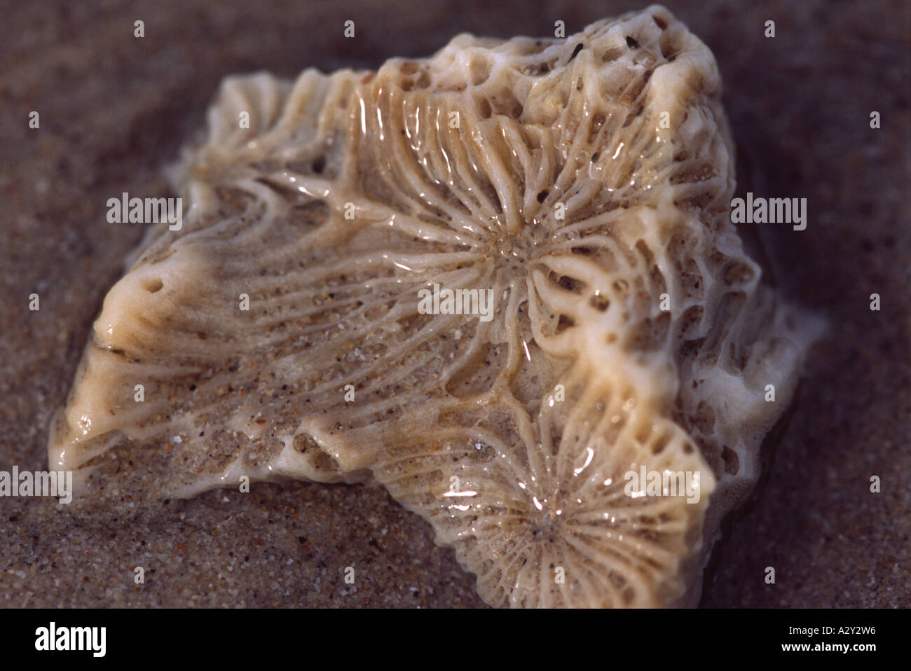 Coral damage malaysia hi-res stock photography and images - Alamy