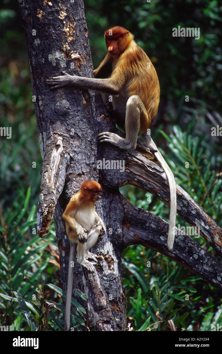 Proboscis monkey mother protecting baby in tree habitat, Sabah, Borneo ...