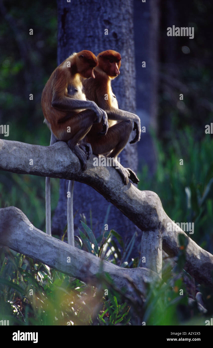 Pair of proboscis monkeys sitting peacefully together on a branch ...