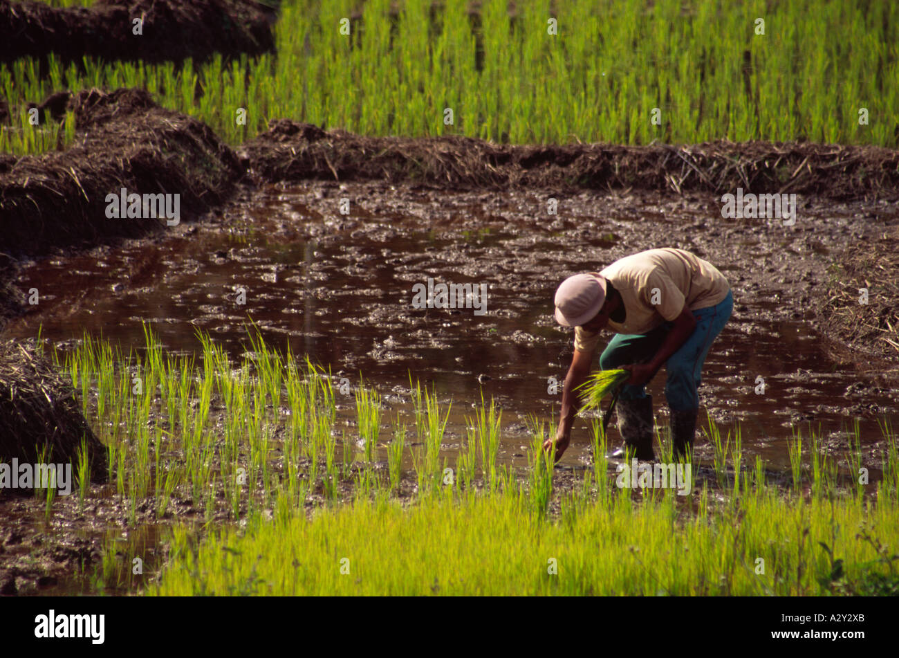Farmer plants his rice in paddy fields, Borneo, Sabah, Malaysia, Asia ...