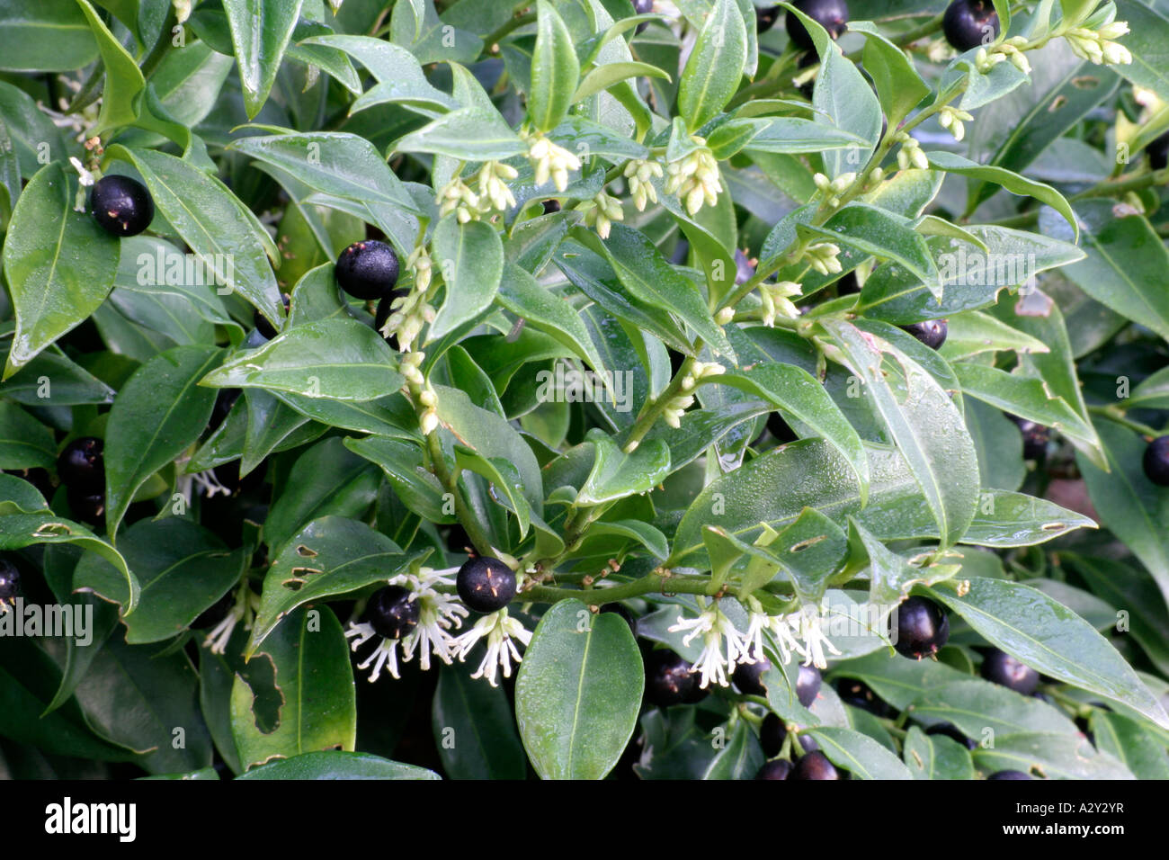 Sarcococca confusa hi-res stock photography and images - Alamy