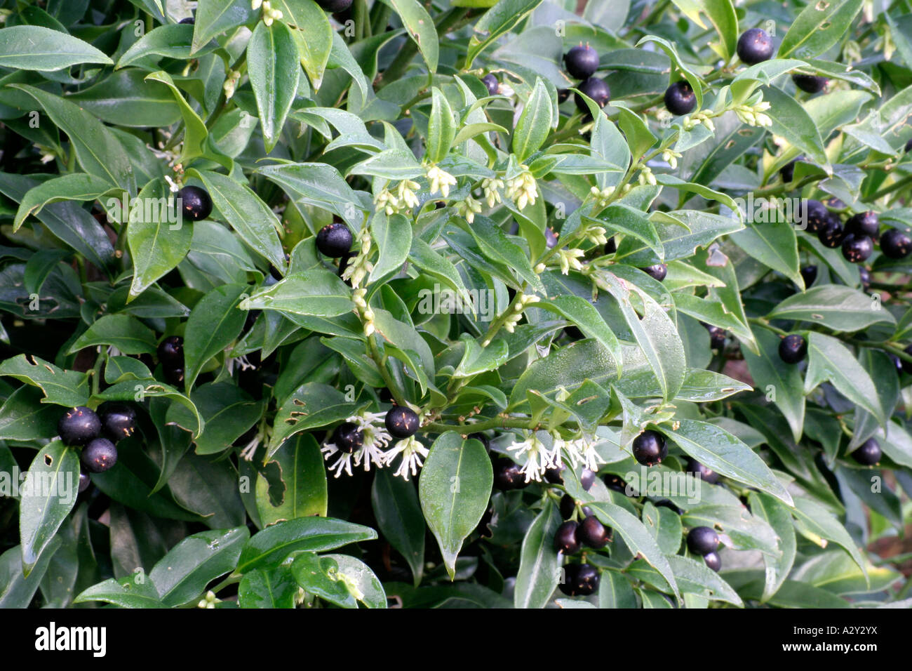 Sarcococca confusa buxaceae hi-res stock photography and images - Alamy