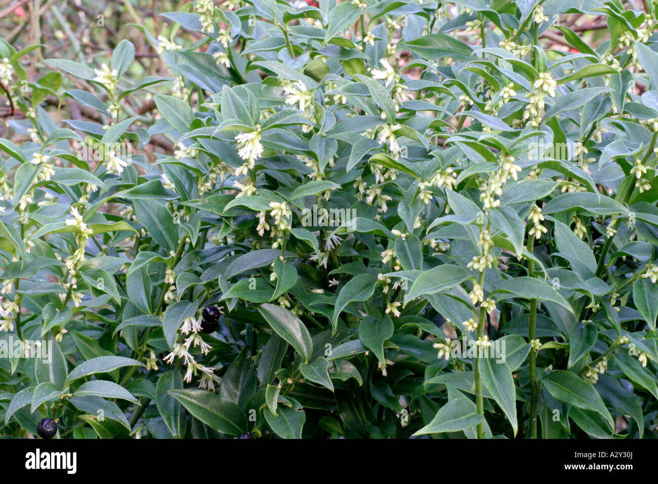 Sarcococca confusa buxaceae hi-res stock photography and images - Alamy
