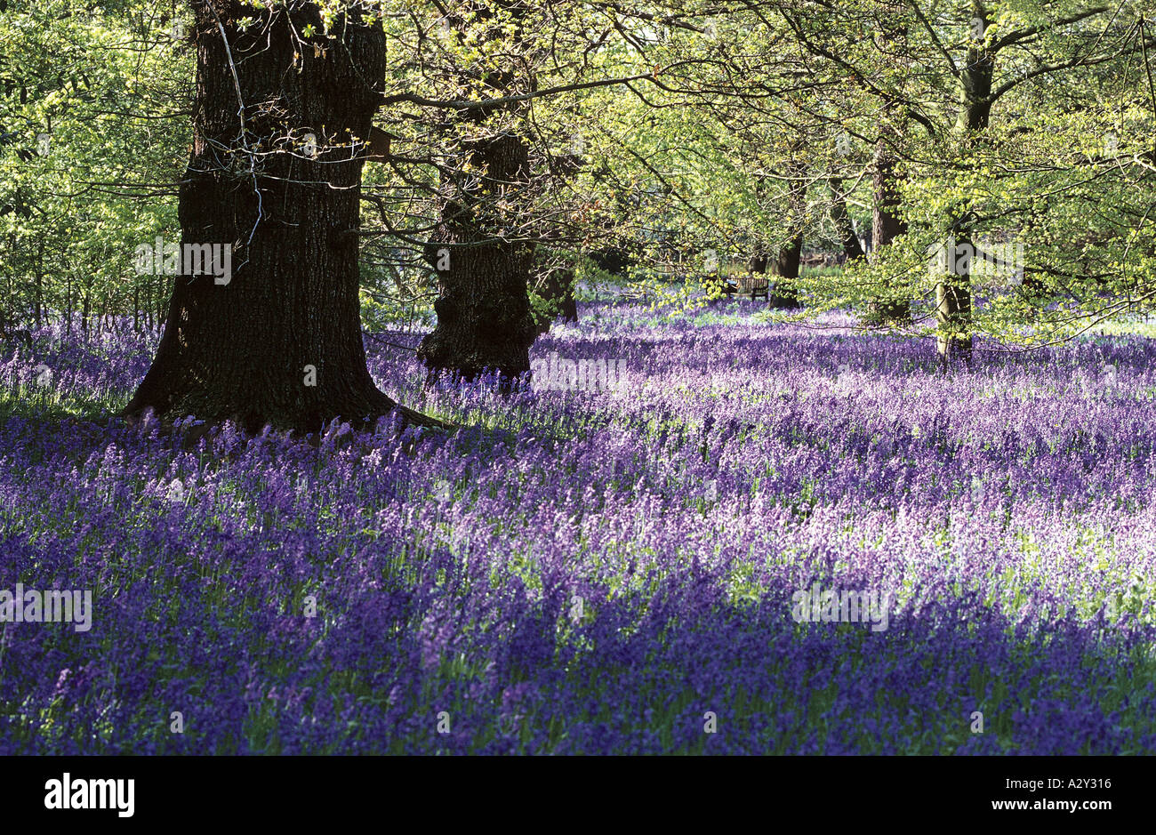 Bluebell Wood Royal Botanic Gardens Kew Stock Photo - Alamy