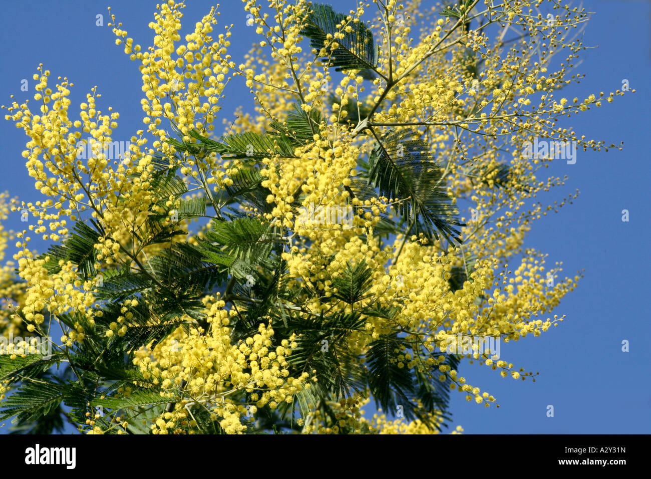 Acacia dealbata winter hi-res stock photography and images - Alamy