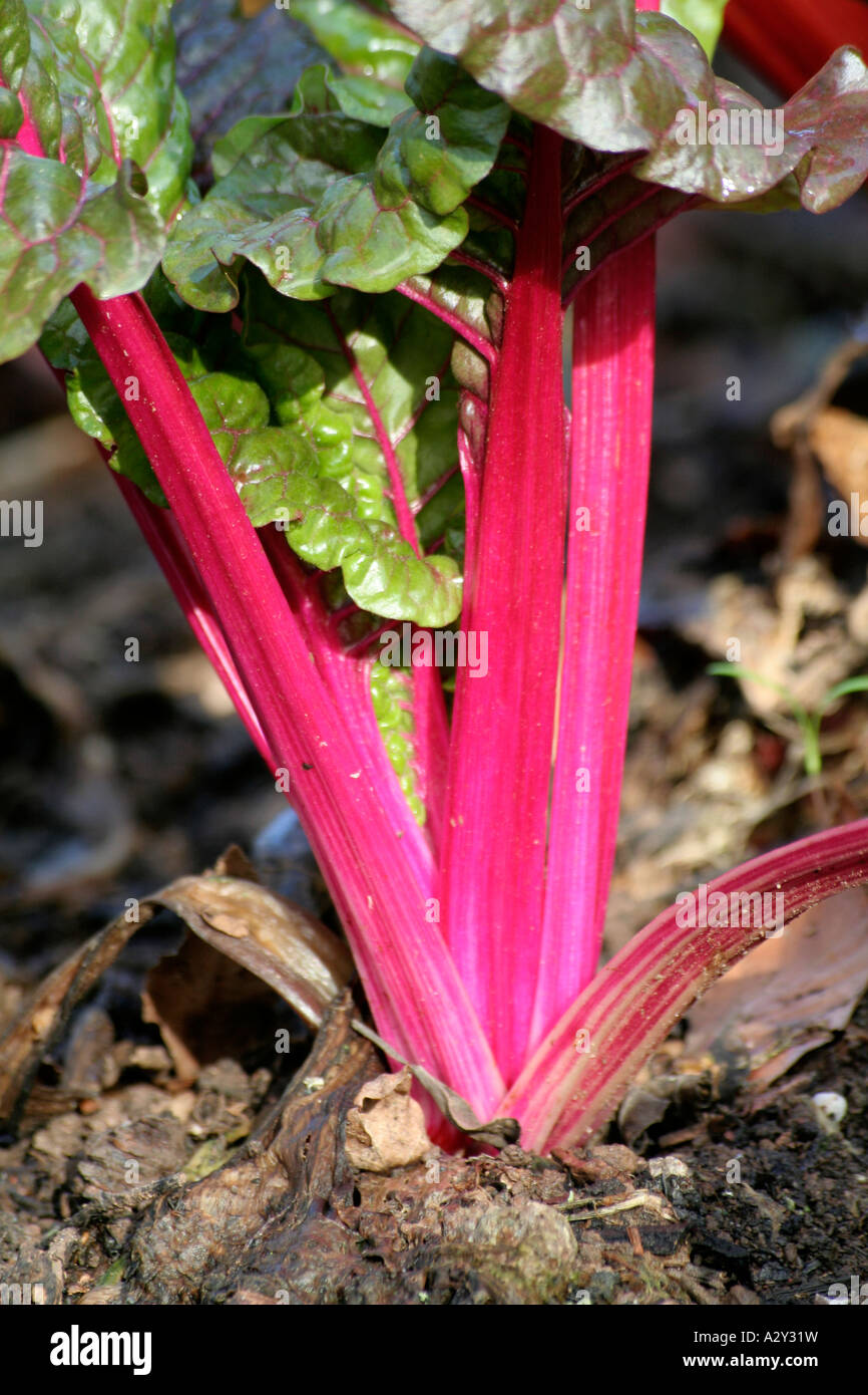 Leaf beet bright lights Stock Photo - Alamy