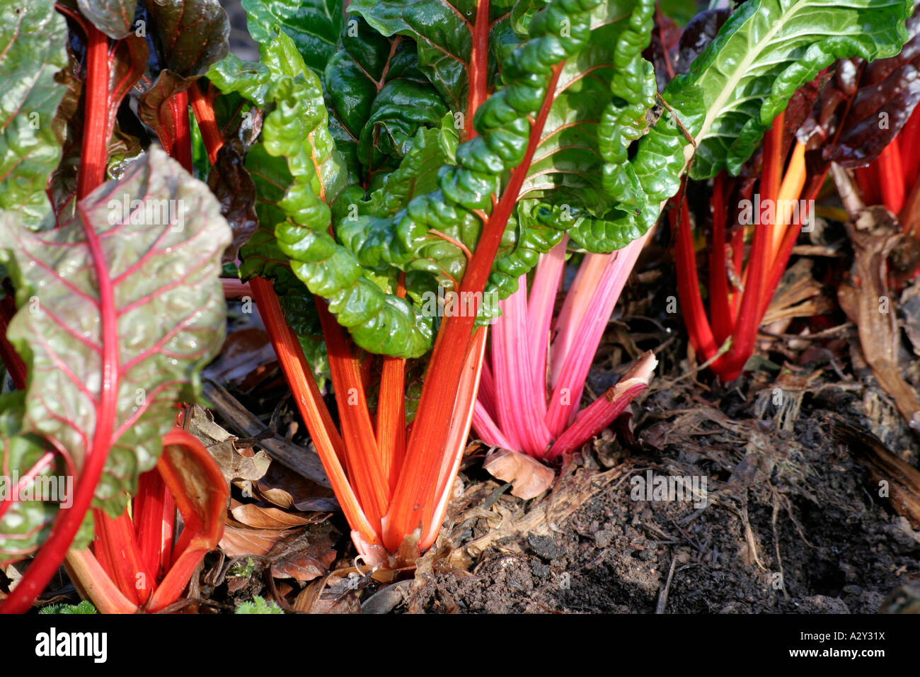 Leaf beet bright lights Stock Photo - Alamy