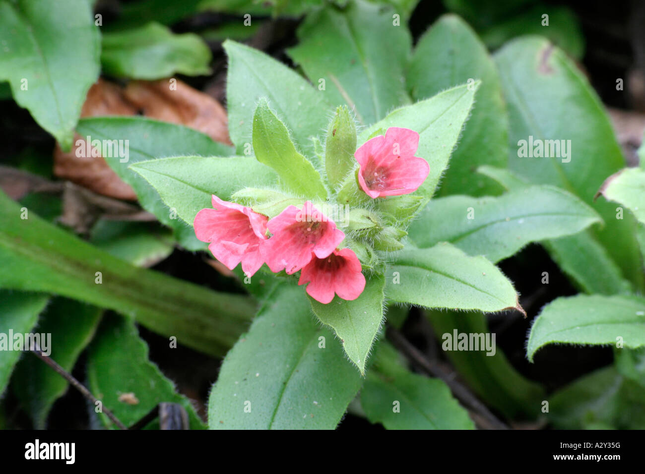 Pulmonaria rubra Redstart is one of the first to start flowering shown ...