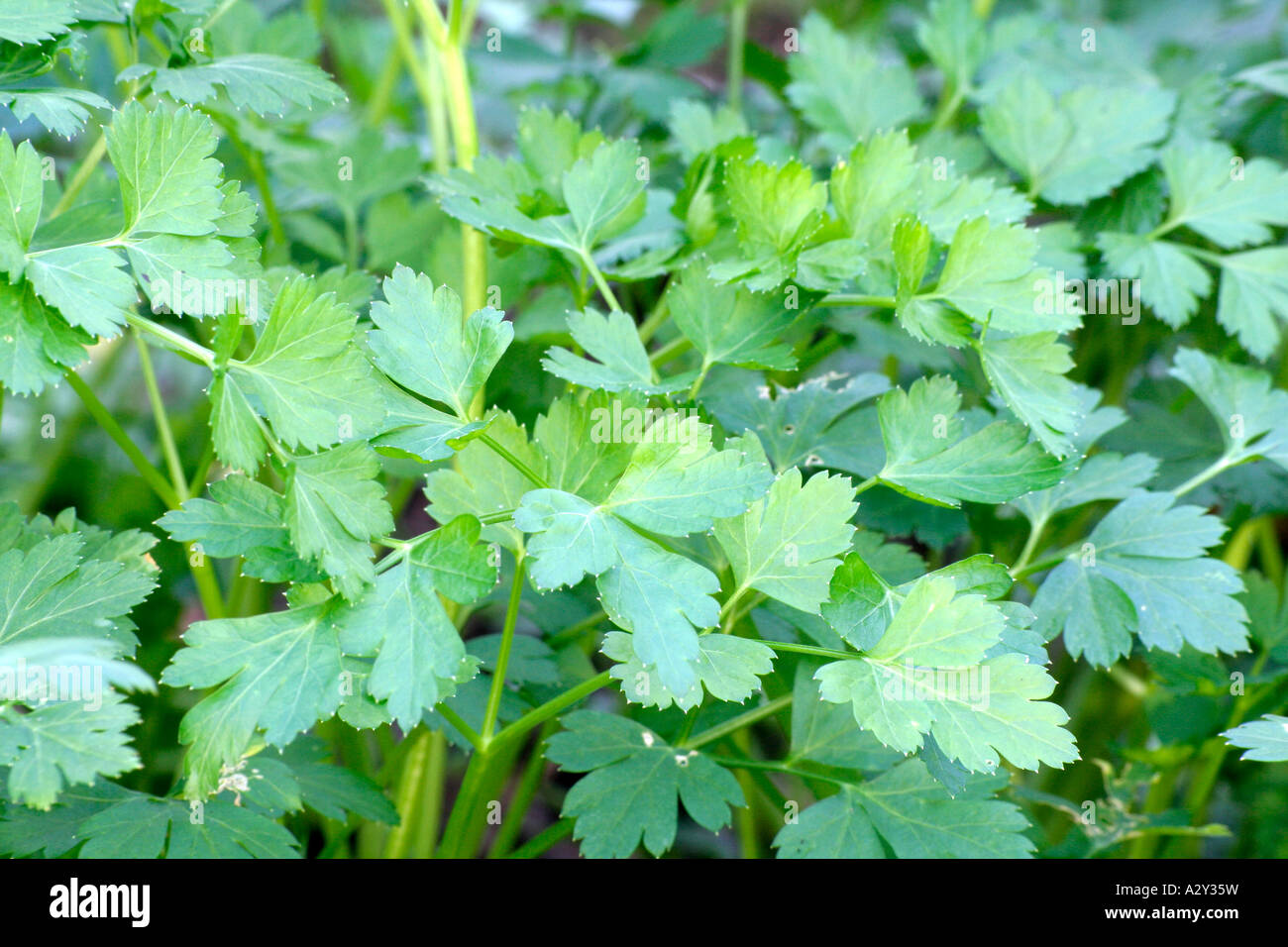 Plain leaved French parsley given protection provides foliage all ...