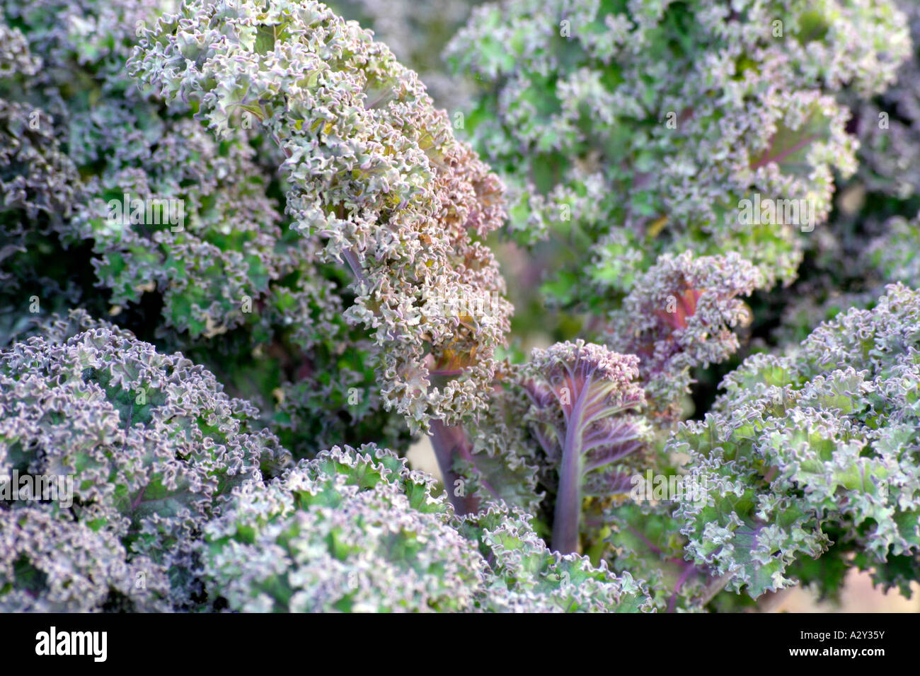 Red Bor High Resolution Stock Photography and Images - Alamy