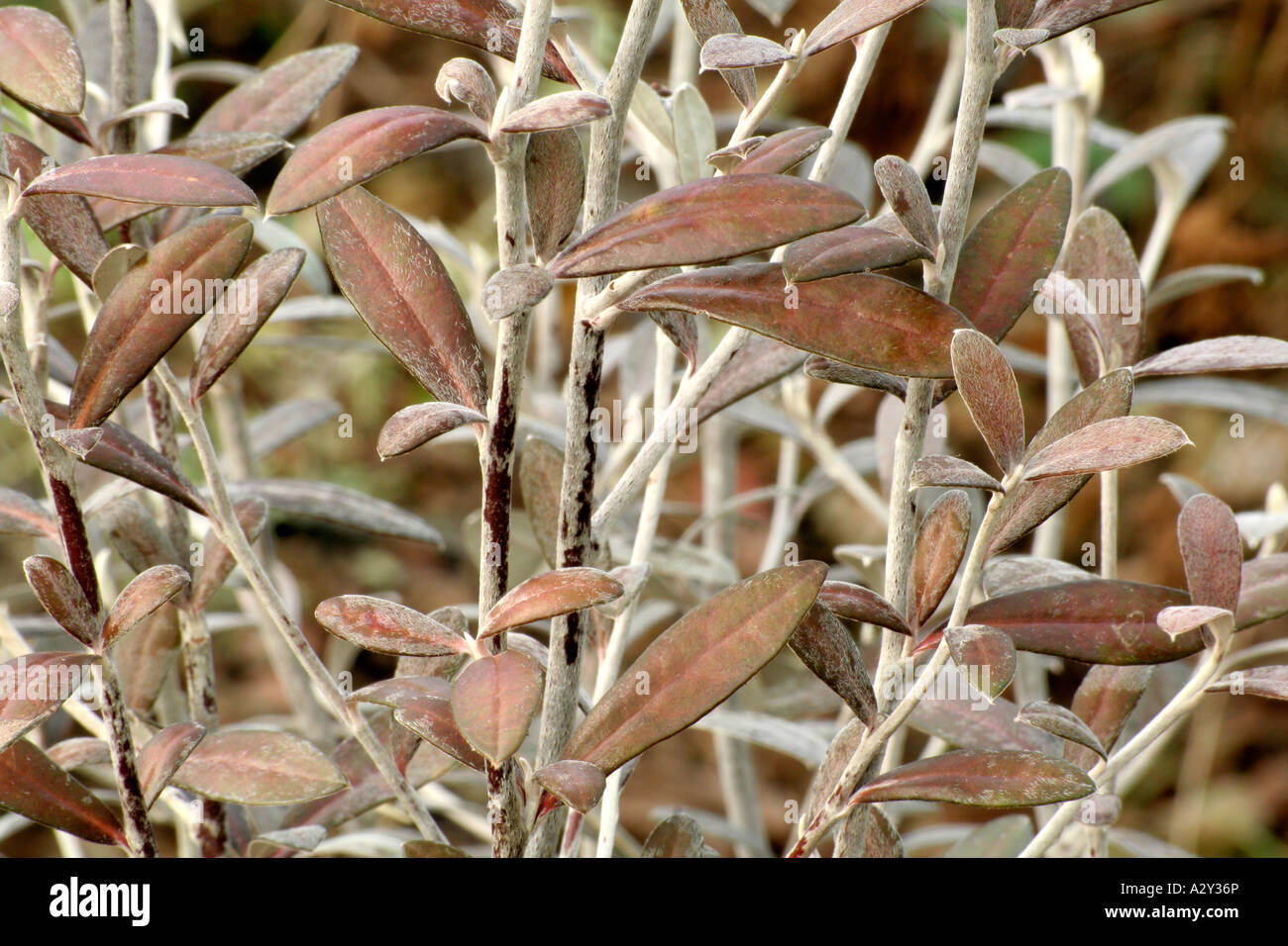 Corokia chocolate hi-res stock photography and images - Alamy