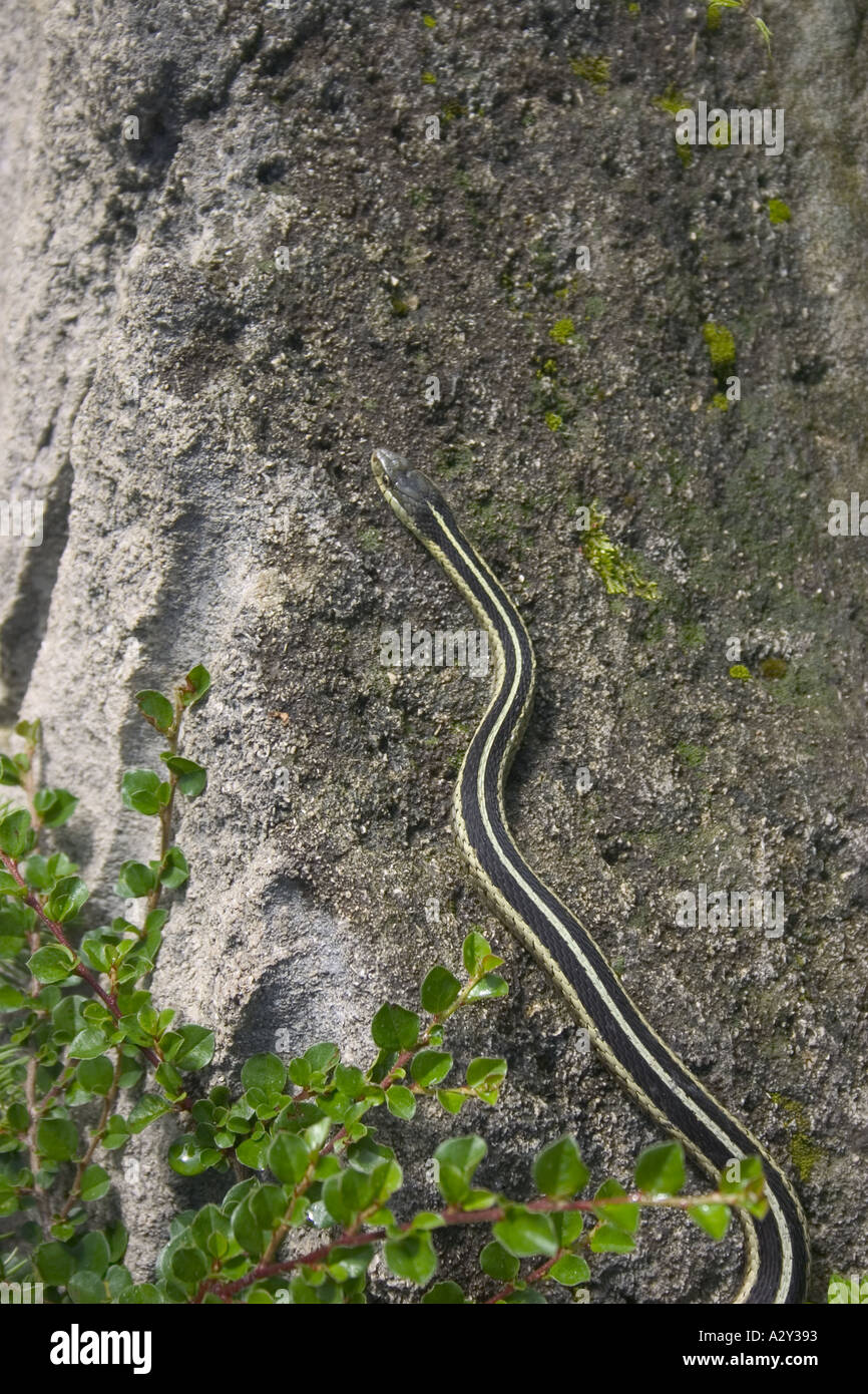 Garden snake hi-res stock photography and images - Alamy