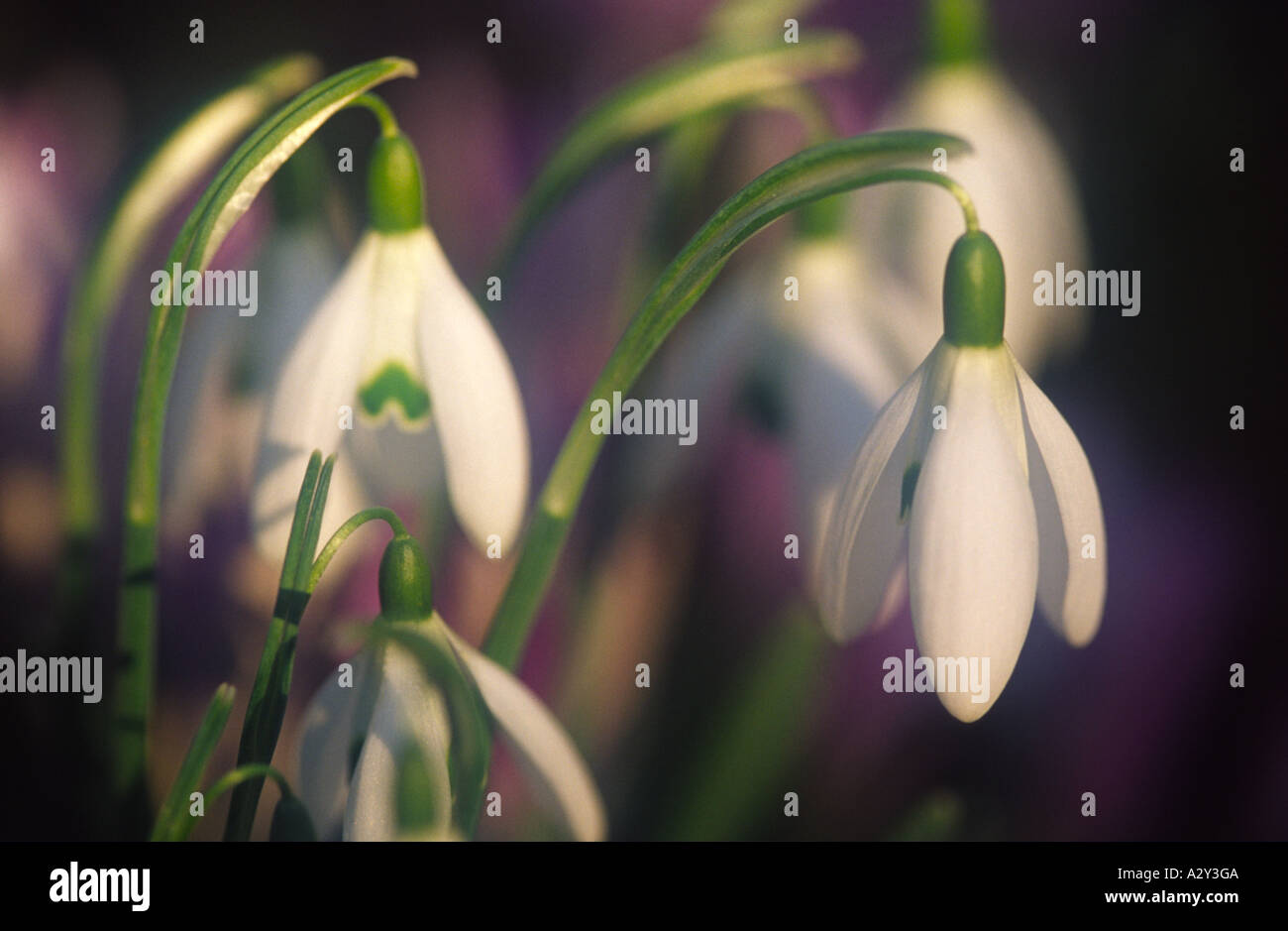 Pretty floral design of snowdrop flowers outdoors in a garden border ...