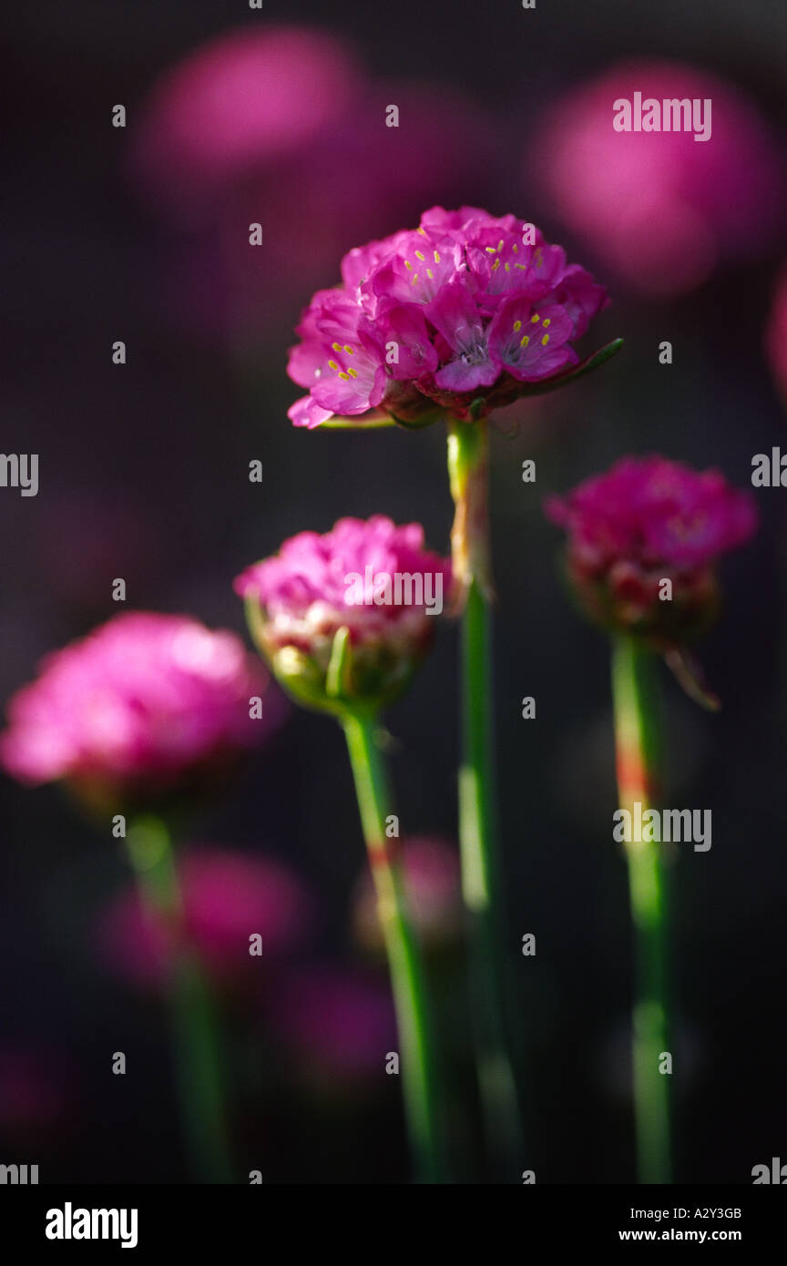 Bold floral border hi-res stock photography and images - Alamy