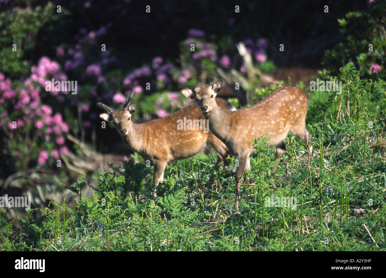 Rhododendron And Deer