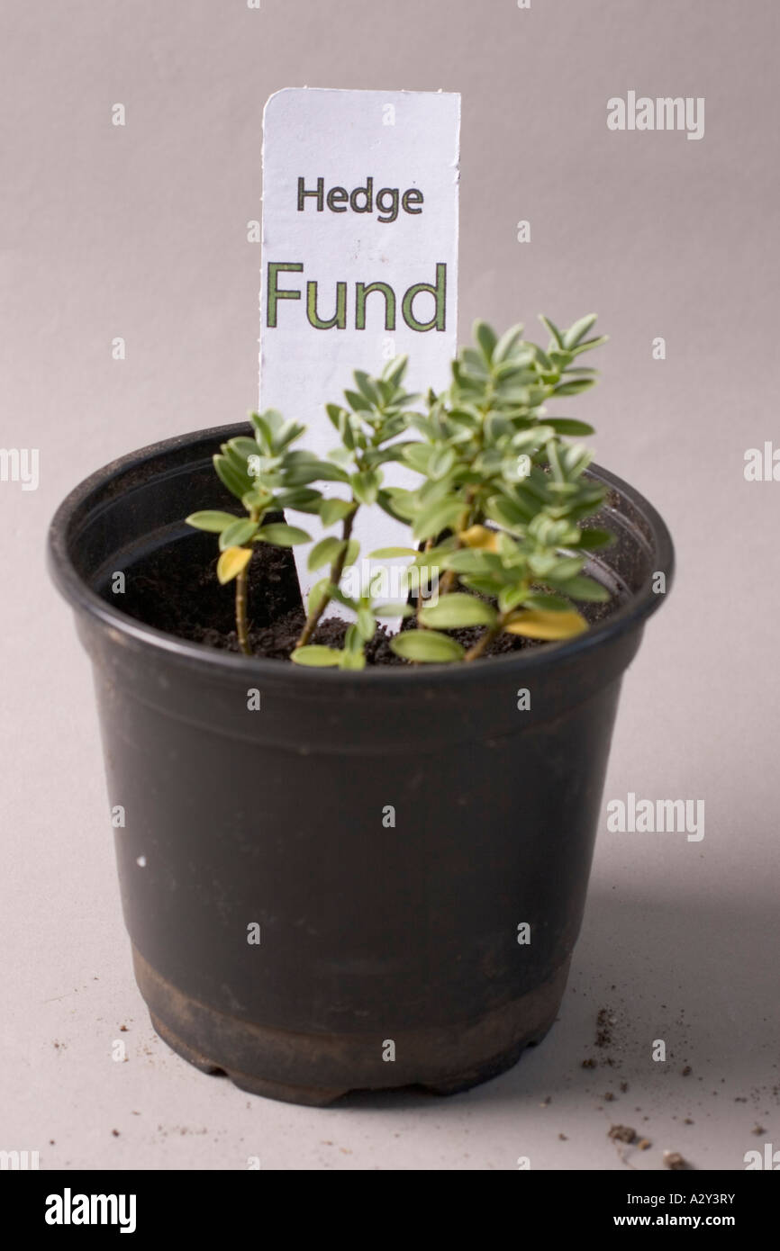 Hedge funds plant pot with label and hedge Stock Photo - Alamy