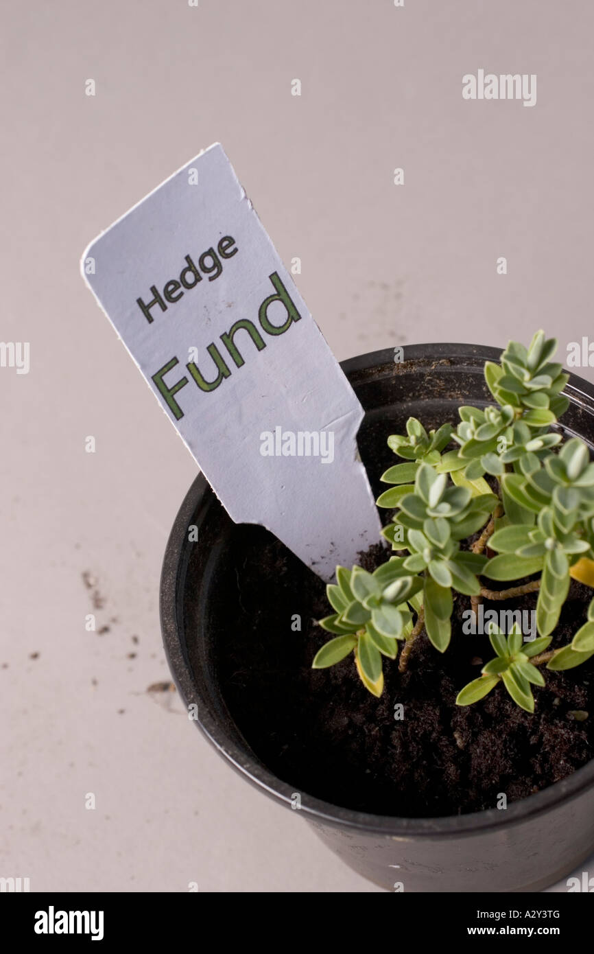 Hedge funds plant pot with label and hedge Stock Photo - Alamy