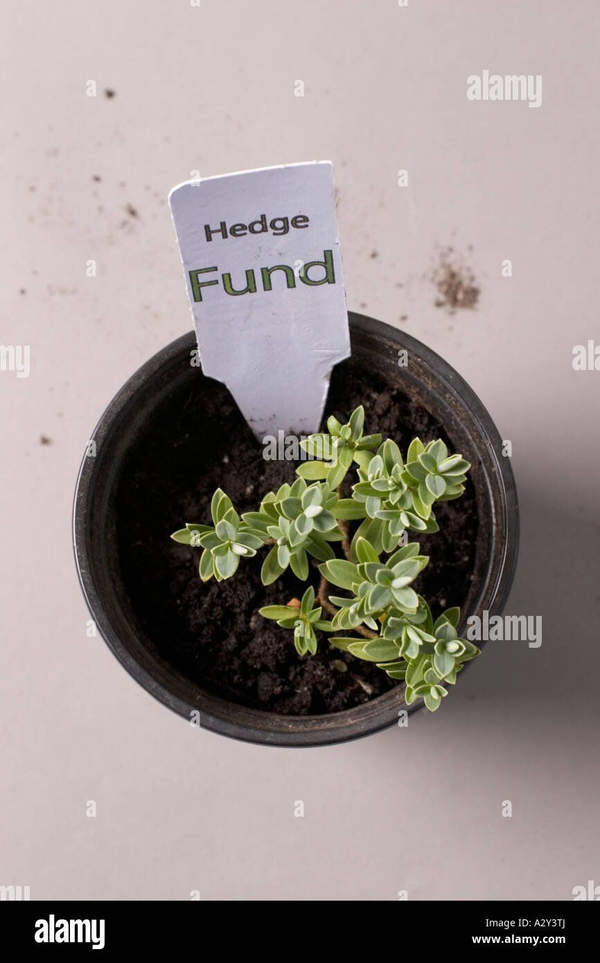 Hedge funds plant pot with label and hedge Stock Photo - Alamy