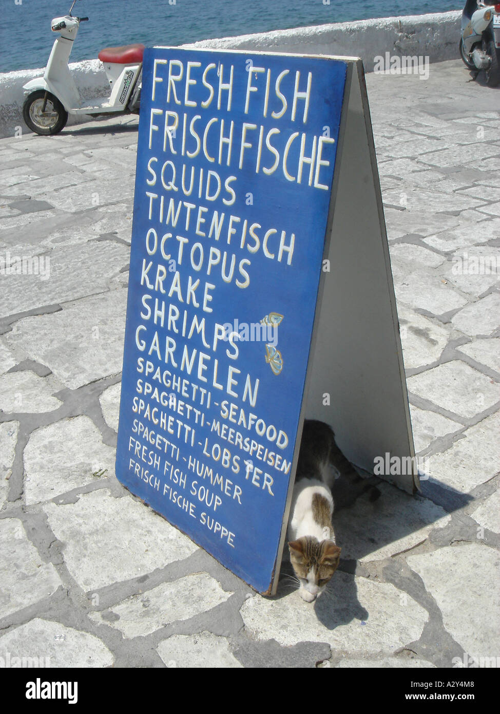 Cat standing next to restaurant sign, Mandraki, Nissyros, June 2005 ...