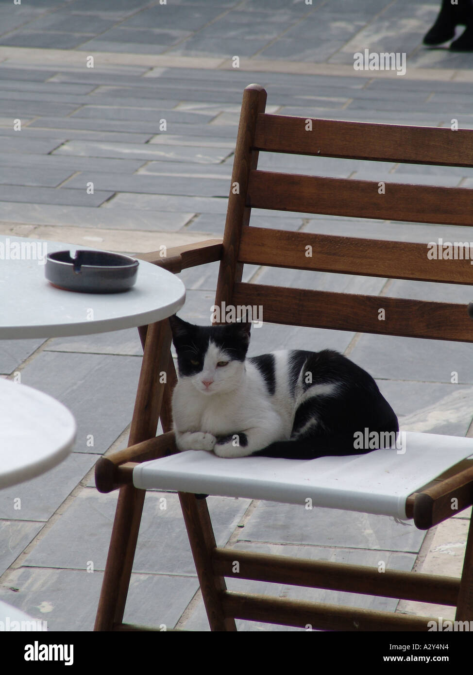 Cat, Pythagoria, Samos, Greece, October 2005 Stock Photo - Alamy